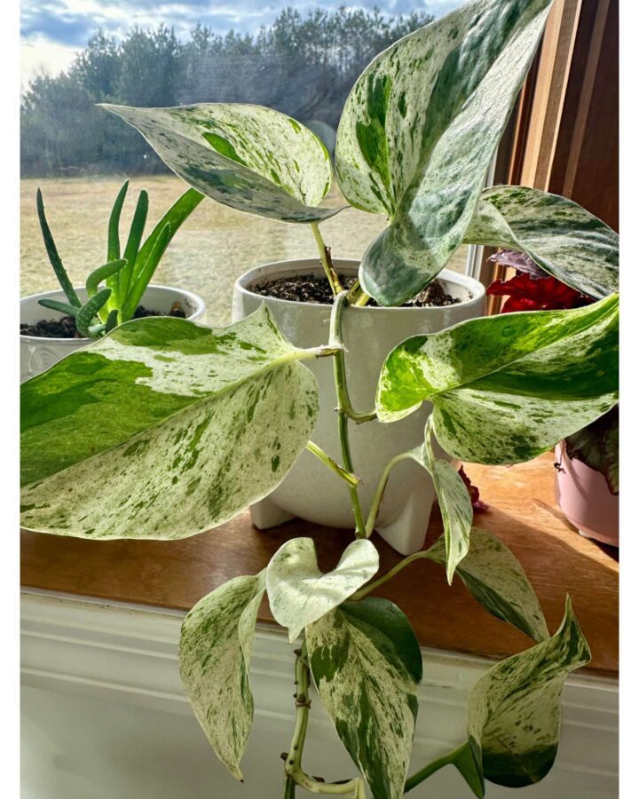 How to Care for Pothos Plants - Food and Life Lately