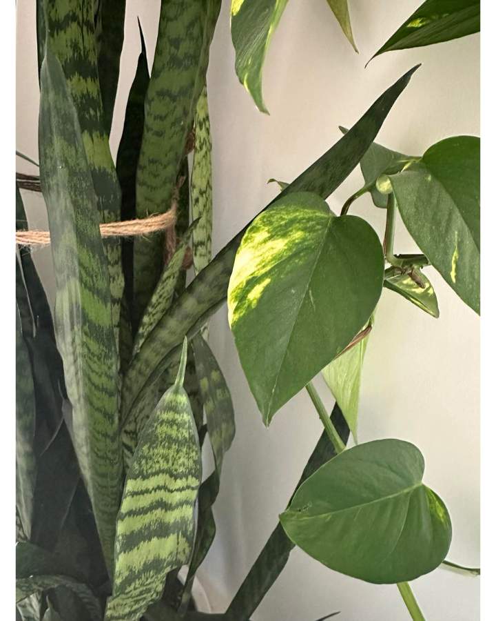 How to Care for Pothos Plants - Food and Life Lately